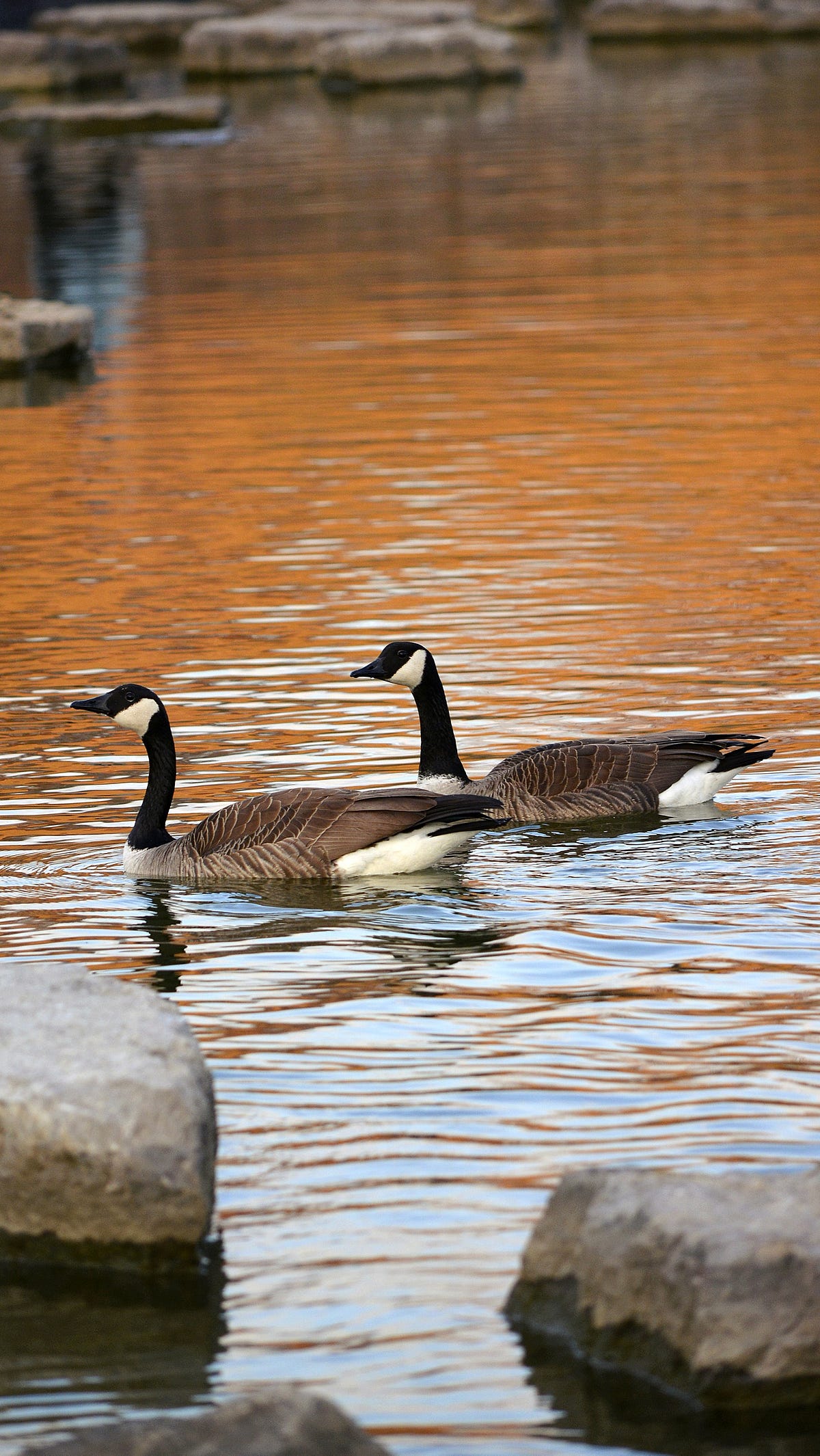 Lost Geese — or Parents?. Birdsong wakes me, but it’s the geese… | by ...