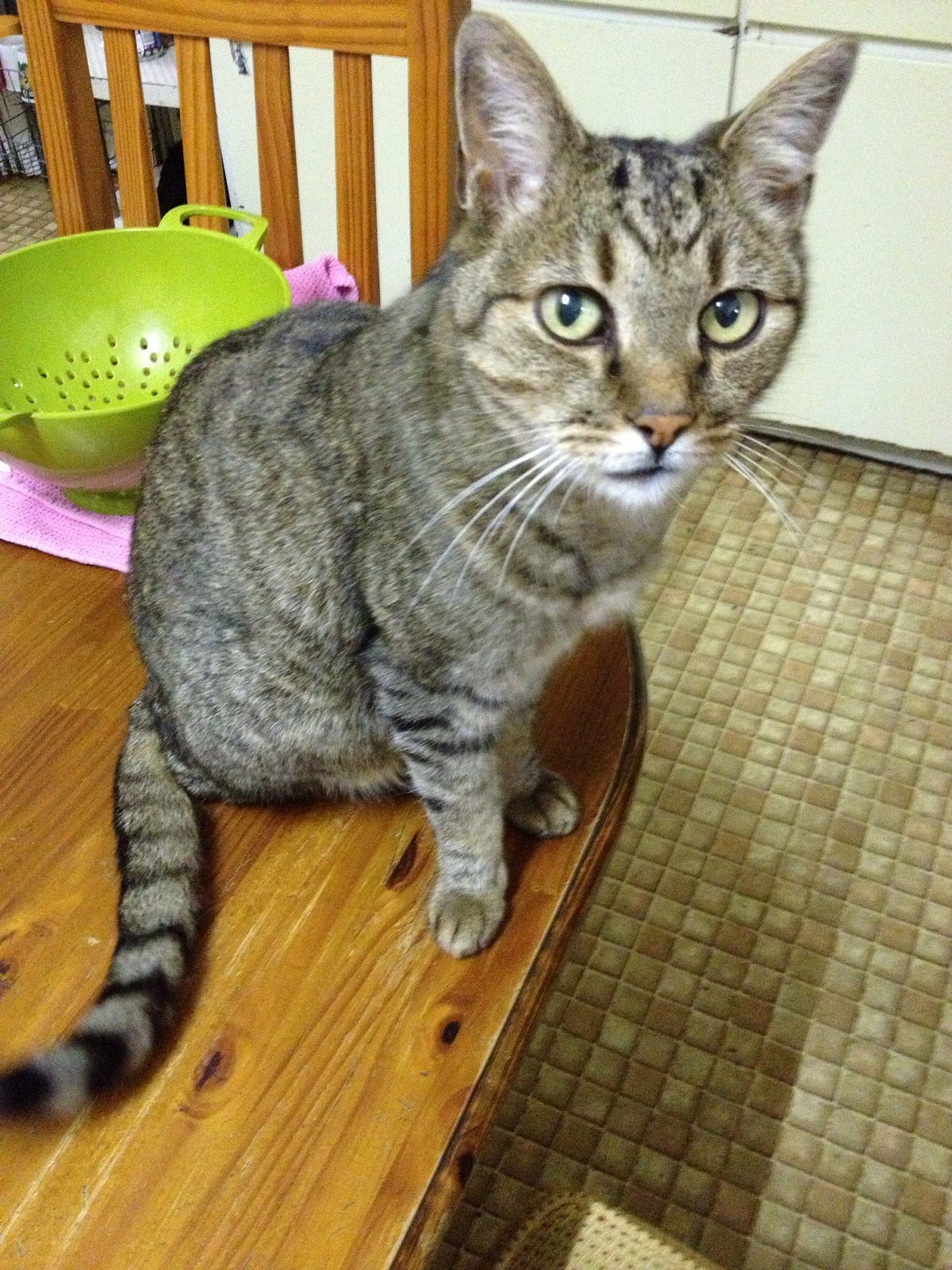 Happy Monday! Do Cats Have Extrasensory Powers? 19th August 2024. | by ...