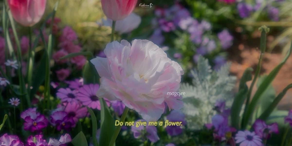 Do not give me a flower. - Magoa - Medium