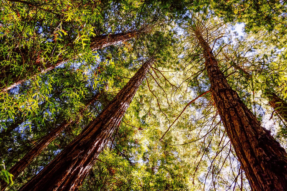How to shoot in Manual Mode. Finally learn how to really use your… | by ...