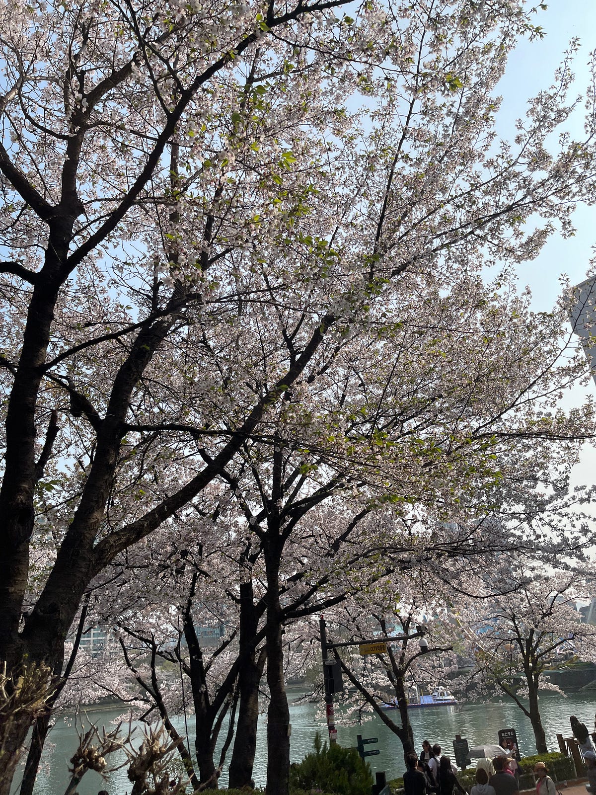 How to Build a Micro Brand Around Cherry Blossoms🌸 | by sir.sk | Apr ...