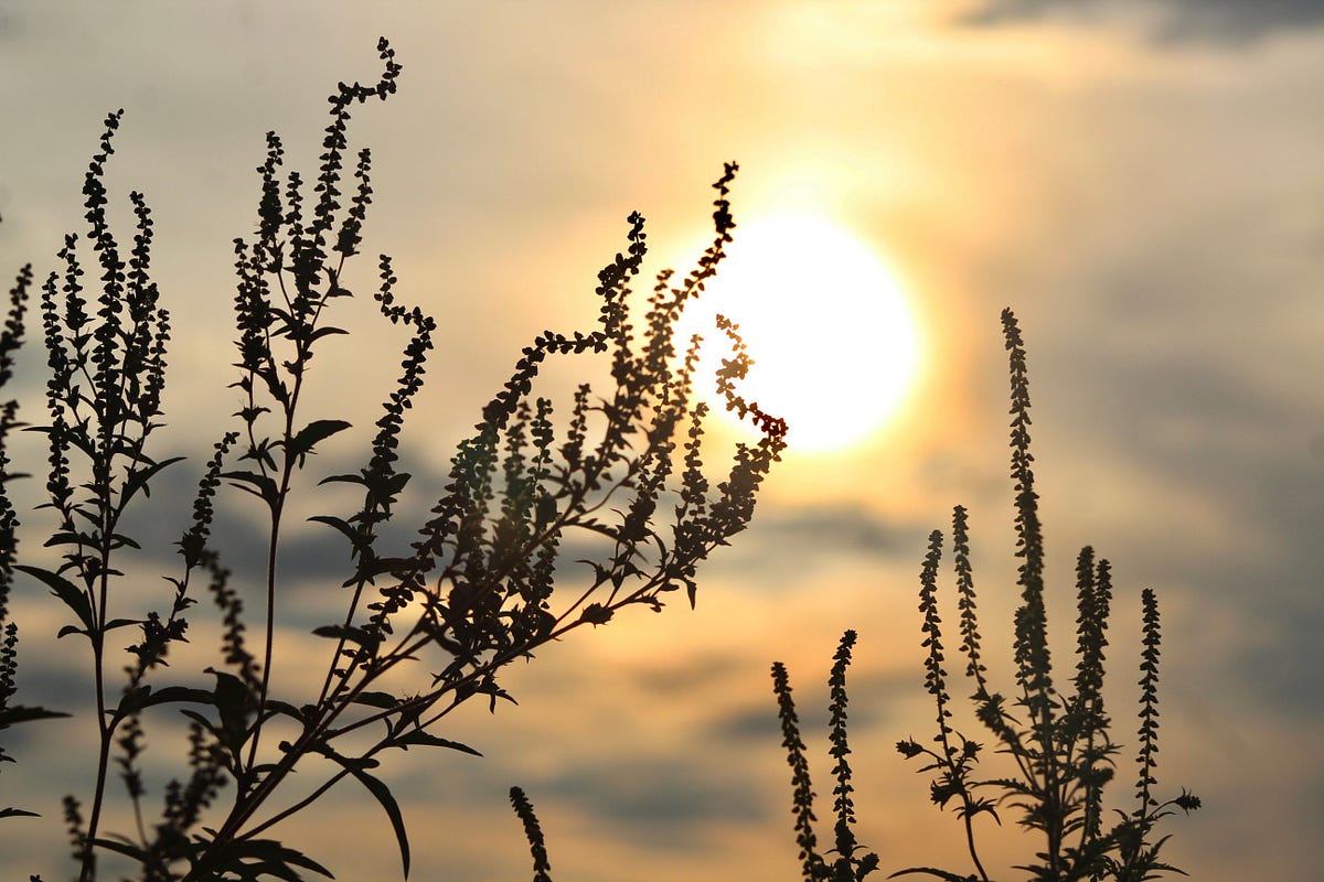 What these are for - Gain inspiration - Medium