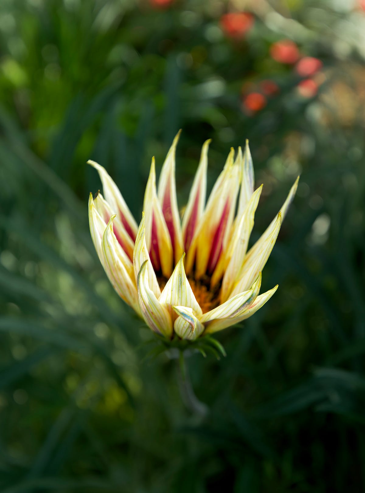 The Treasure Flower - Weeds & Wildflowers - Medium