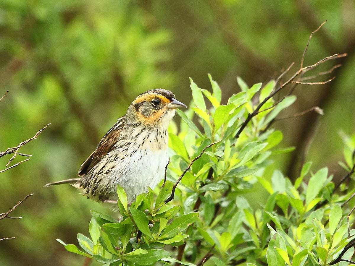 Saving a half-hidden treasure: Get to know the saltmarsh sparrow | by U ...
