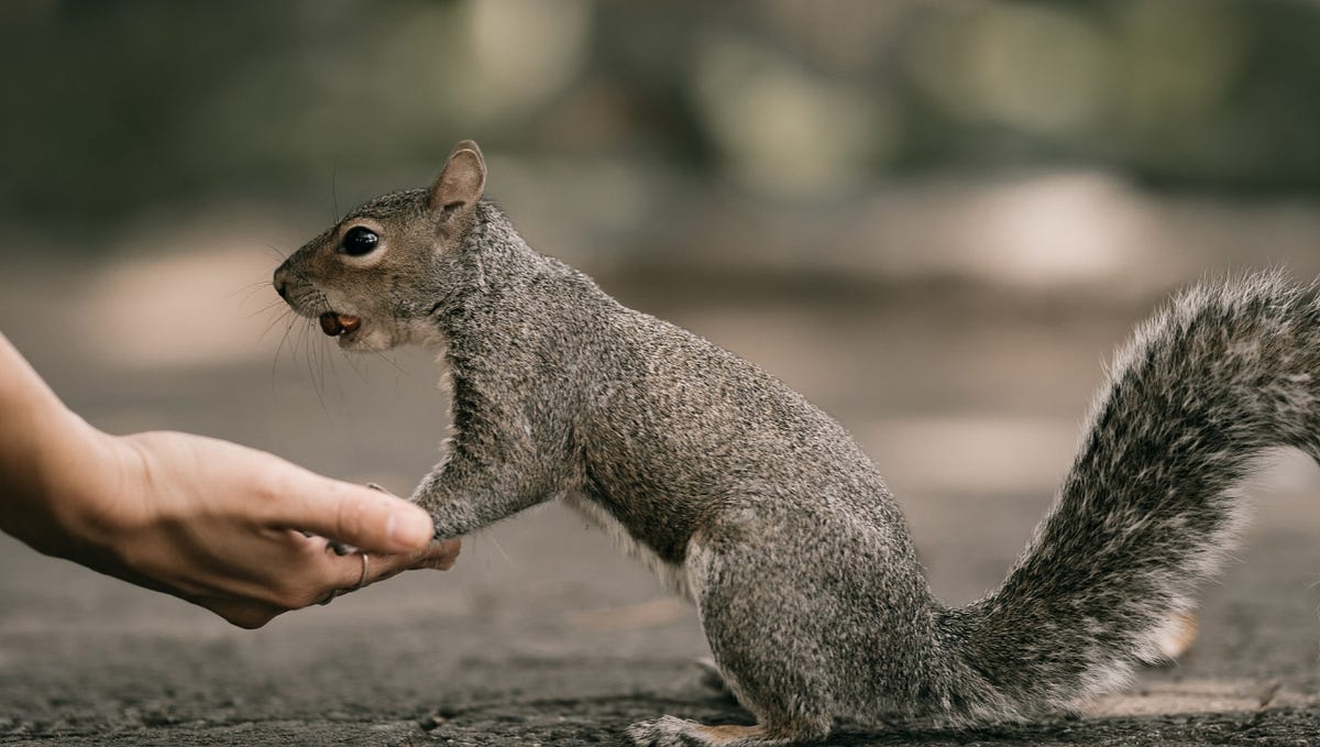 most beautiful squirrel in the world || beautiful cute squirrel ...