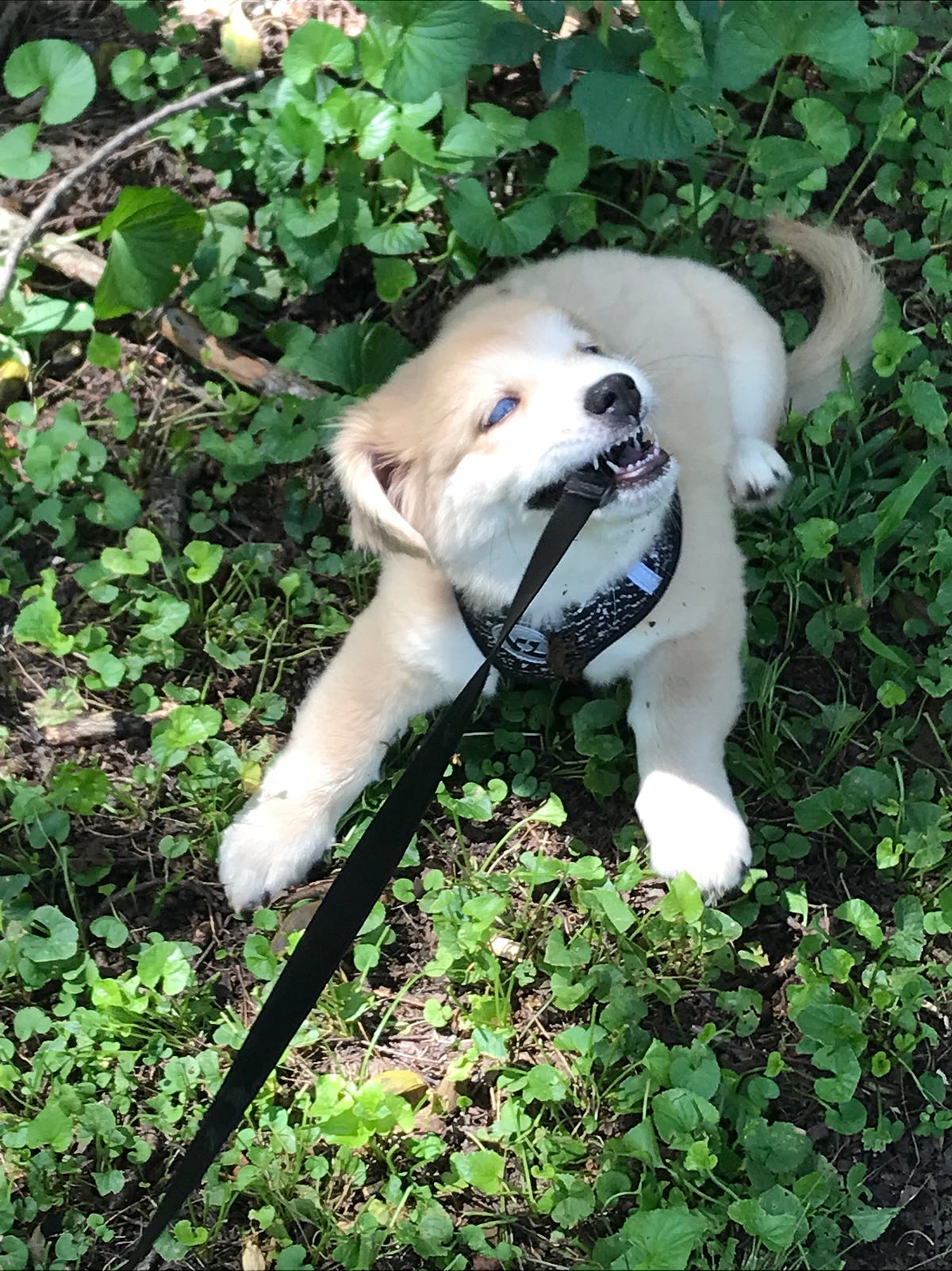 Just A Boy and His Pup. “Ginger, come on girl.” I open the… | by ...