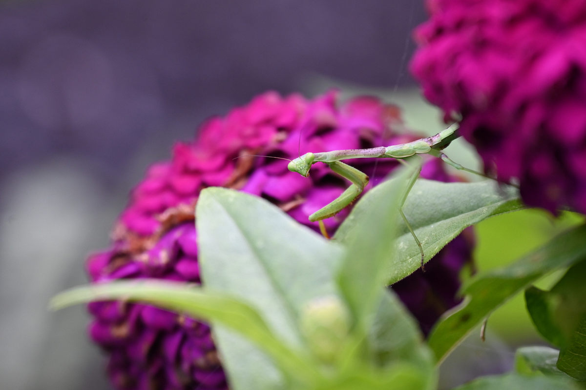 Are Praying Mantises Friendly?. Facts and photos: devouring prey | by K ...
