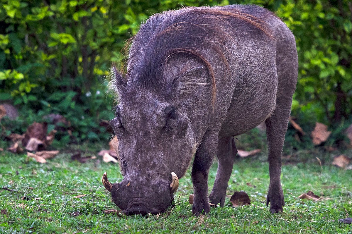 Putting the Art in Warthog. Naturally weird — in five words | by ...
