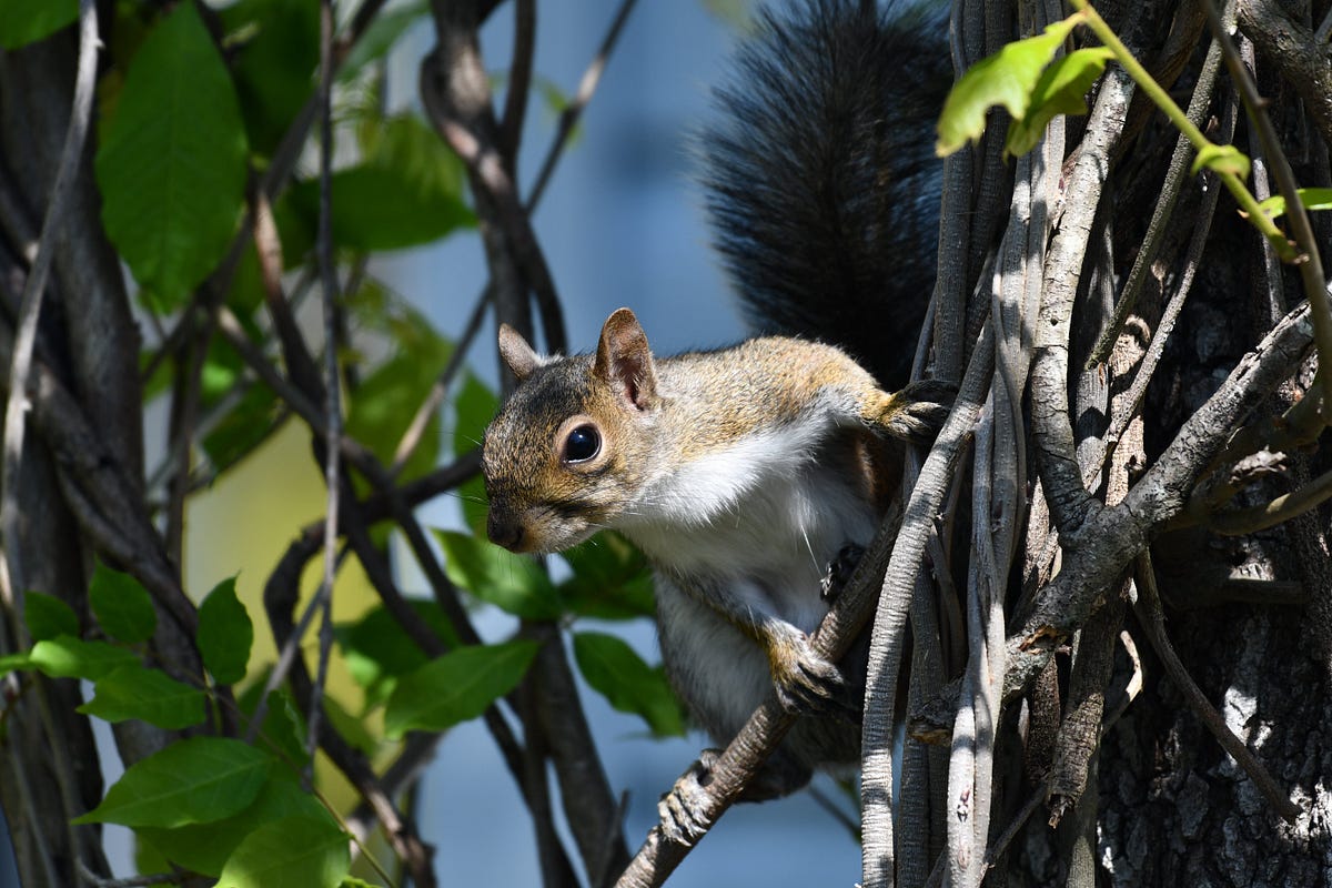 Flying Squirrel Coexistence: Tips for New Jersey Residents | by Manny ...