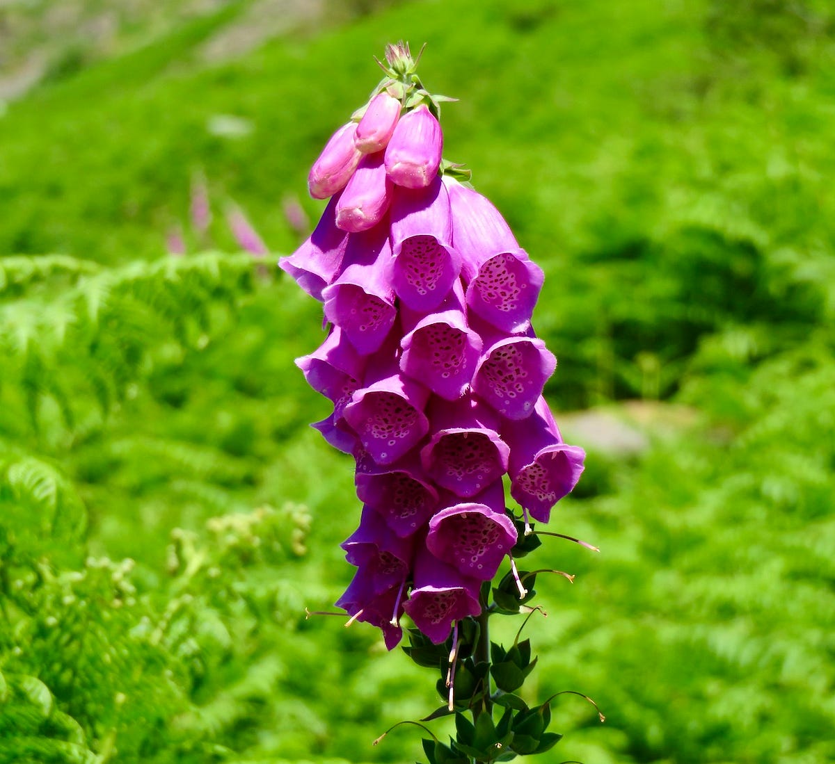 The Foxglove’s Secret Life: Ecology, Myth, and Medicine | by Richard ...