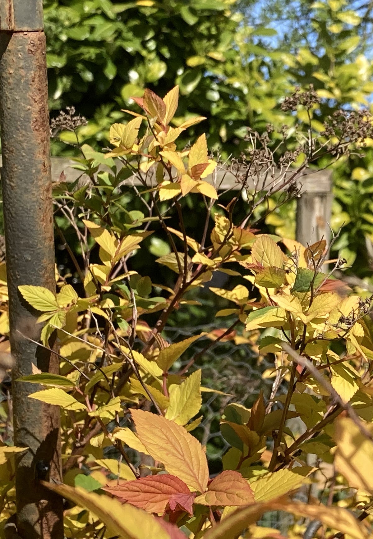 Nature Outshines Rusty Pole | Penny Grubb | Six Word Photo Story Challenge
