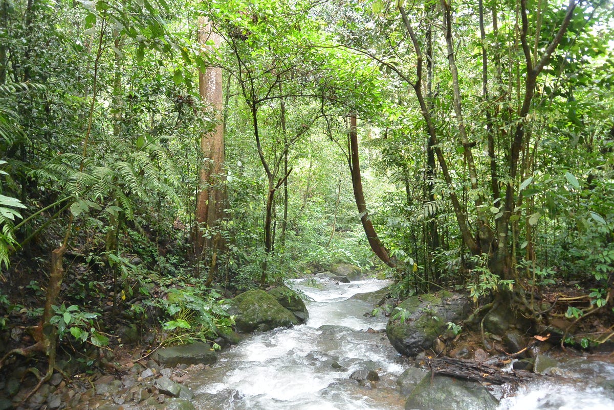 In Search of the Sumatran Tiger.. Camera trapping in South Sumatra | by ...