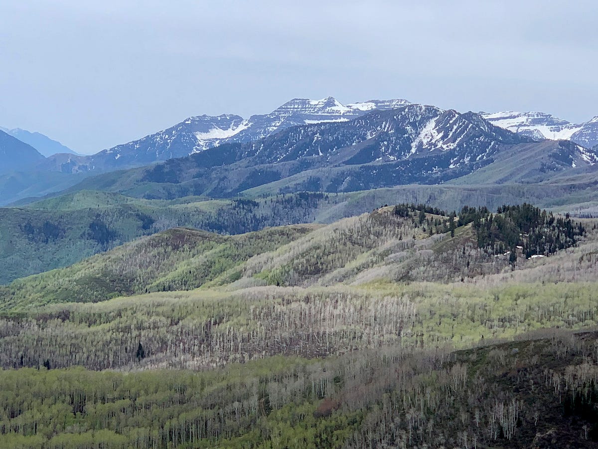 A Yarn of Pure Wool. I tell ya, Utah history begins not as a… | by ...