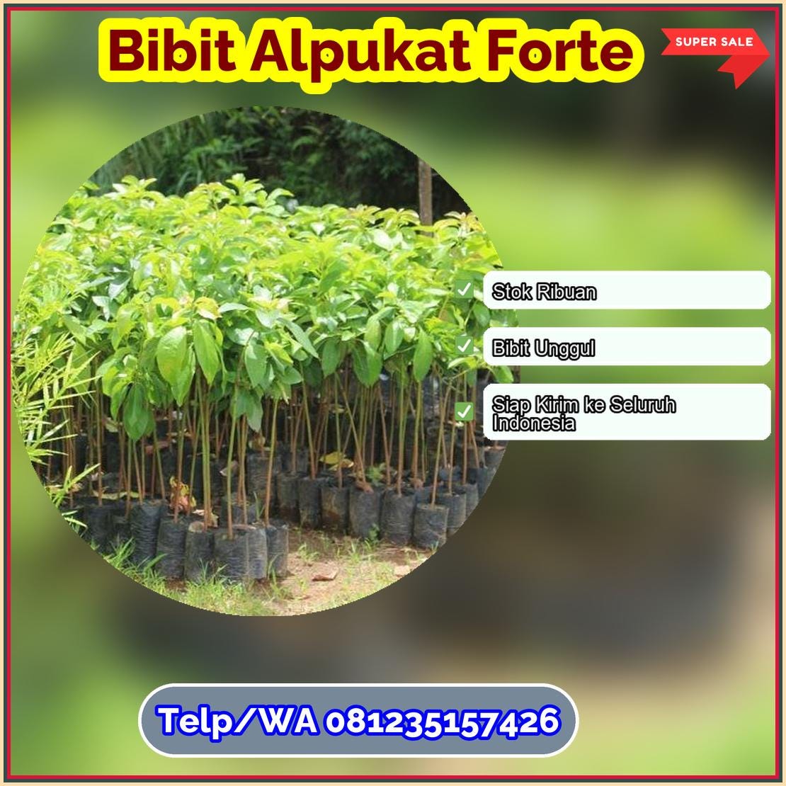 Jual Bibit Alpukat Forte Wonogiri | by Pusat Bibit | Medium