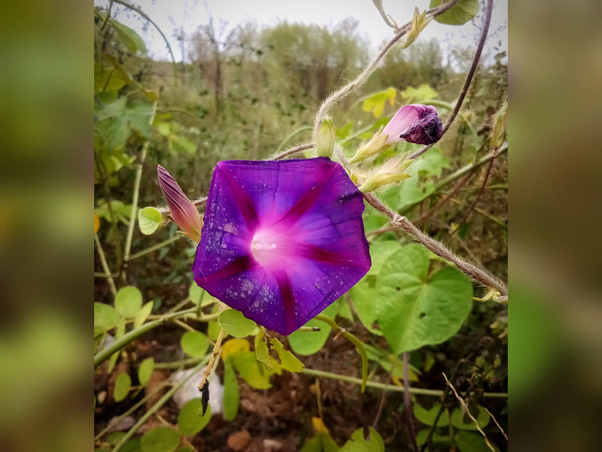 The morning glories are in bloom again. | by Misty Moon | Human in ...