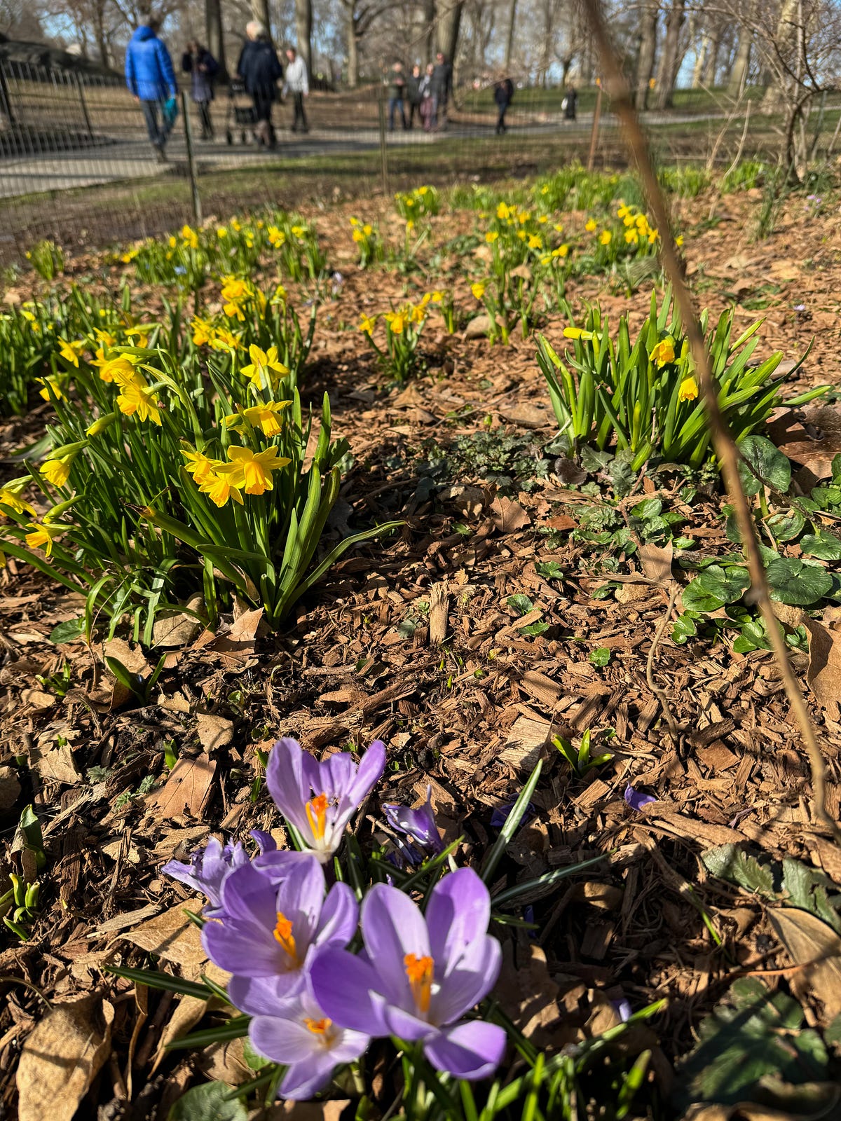 Signs of Spring. My first winter in New York City is on… | by Christine ...