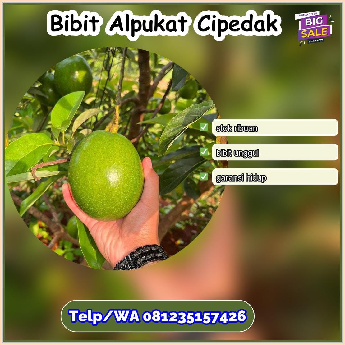 Jual Bibit Alpukat Cipedak Pegunungan Bintang - Ovalina Gardens - Medium