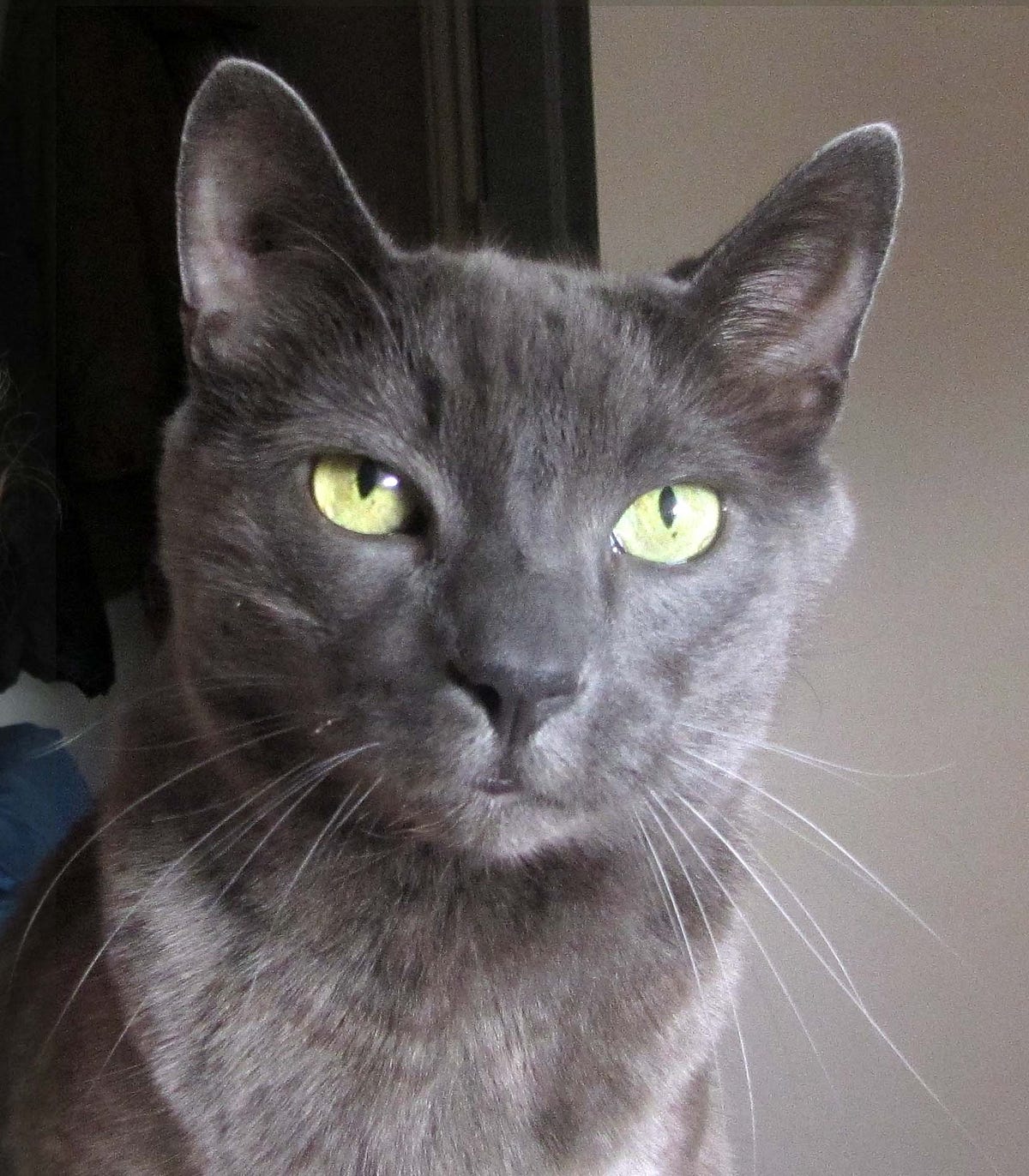 Caturday- Gandalf Stares at a Cookie - Catness - Medium