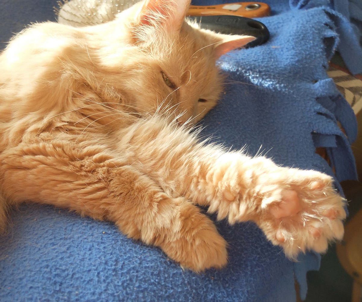 Caturday with Taffy - Catness - Medium