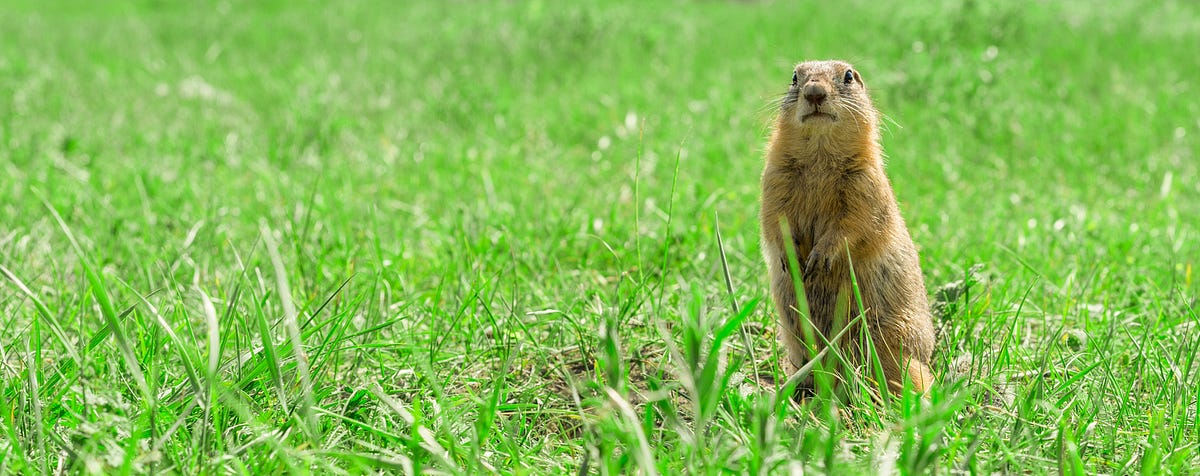 Your Go-To Gopher Guide. Many of us do not deal with gophers… | by Jin ...