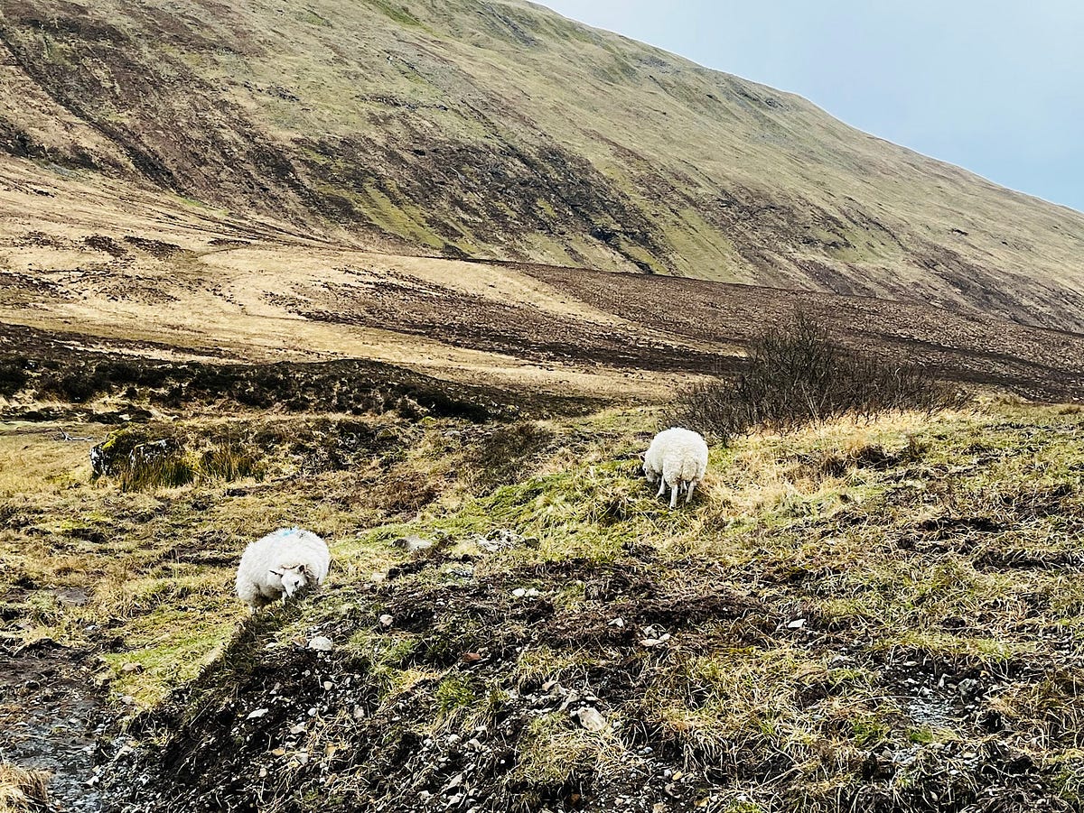 The Blog Dedicated to the Sheep in Scotland - Inquisitive Quill - Medium