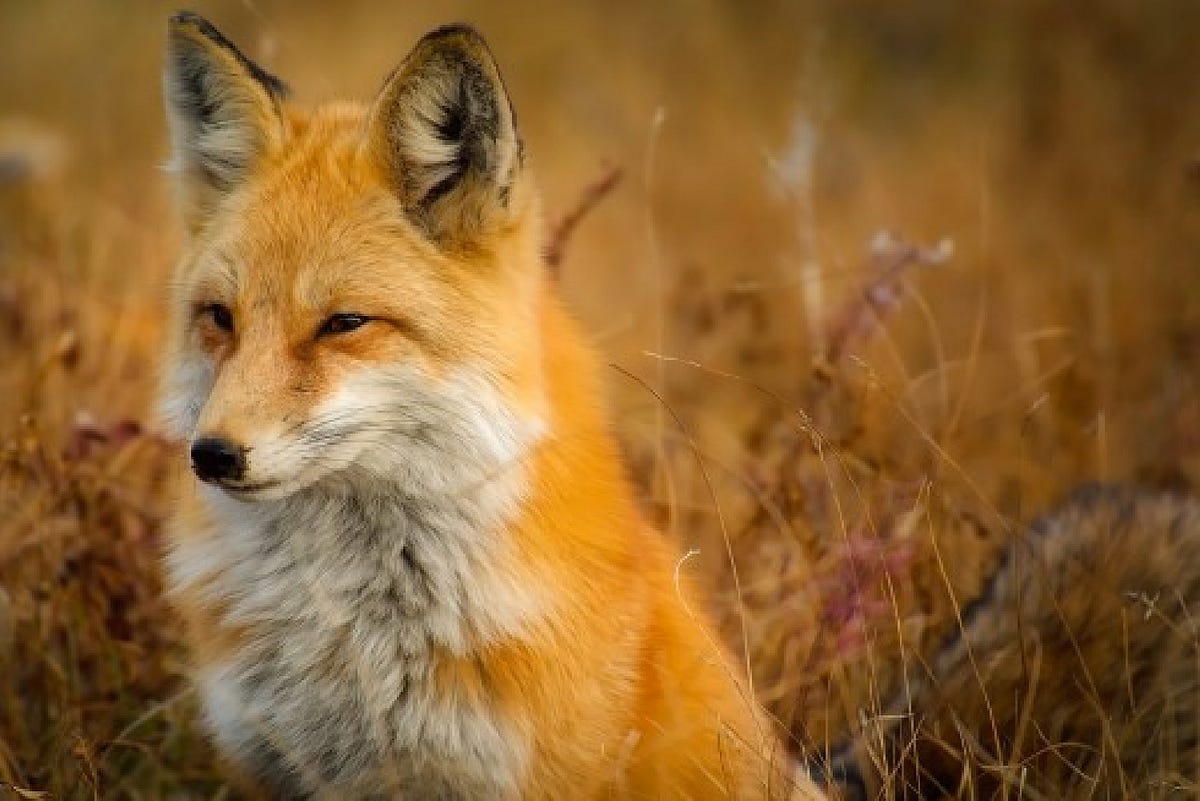 Foxes in Finnish Mythology and Folklore | by Niina Pekantytär ...
