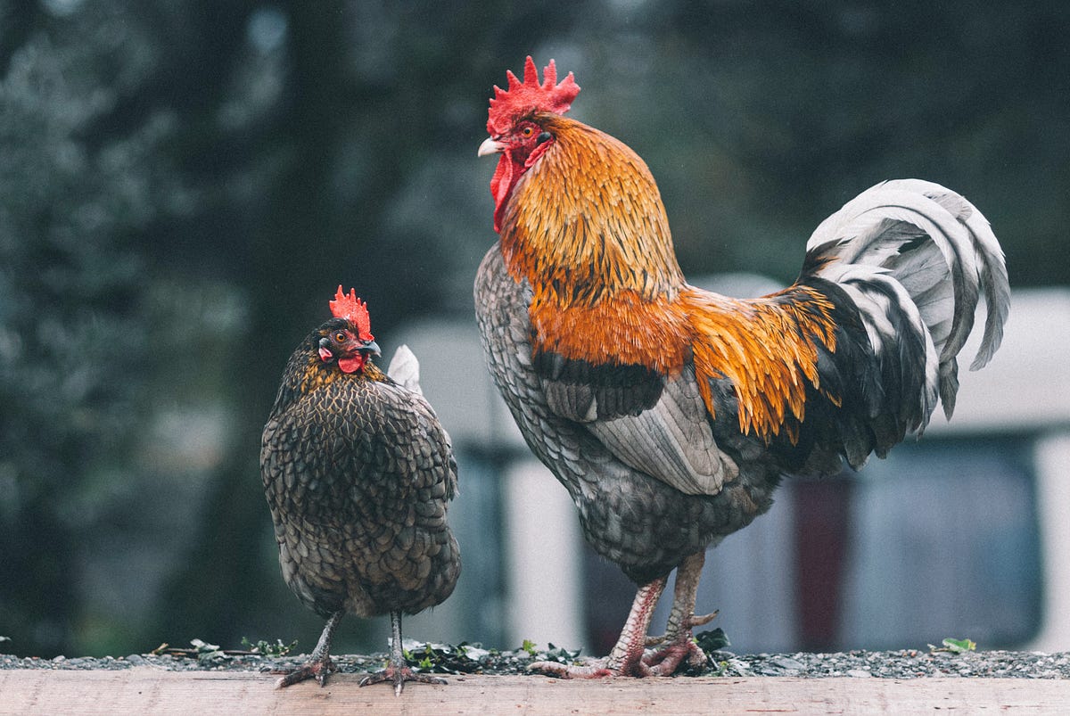 Causal Discovery: Does the Cockerel Crowing Cause the Sun to Rise? | by ...