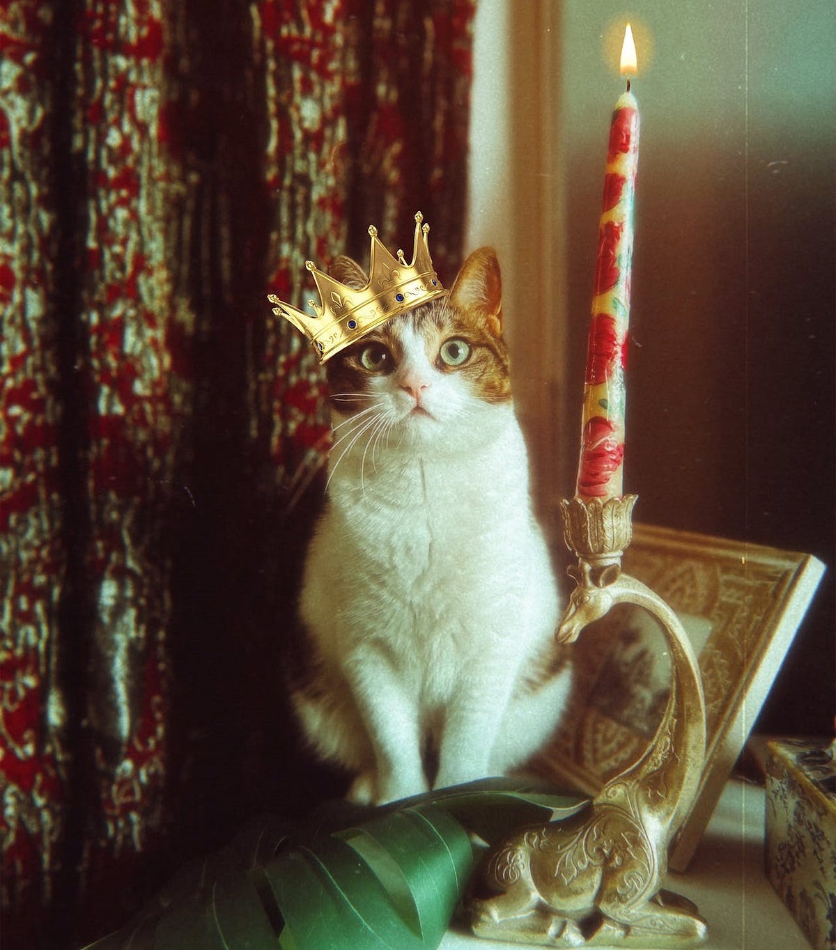How to CATapult your Kitty to Internet Stardom | by Ministry of Meow ...