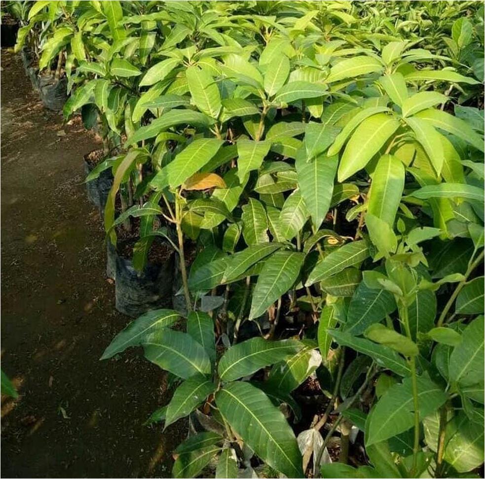 Bibit Mangga Gadung Tanaman Okulasi Cirebon Terunggul - Sahale Asoka ...