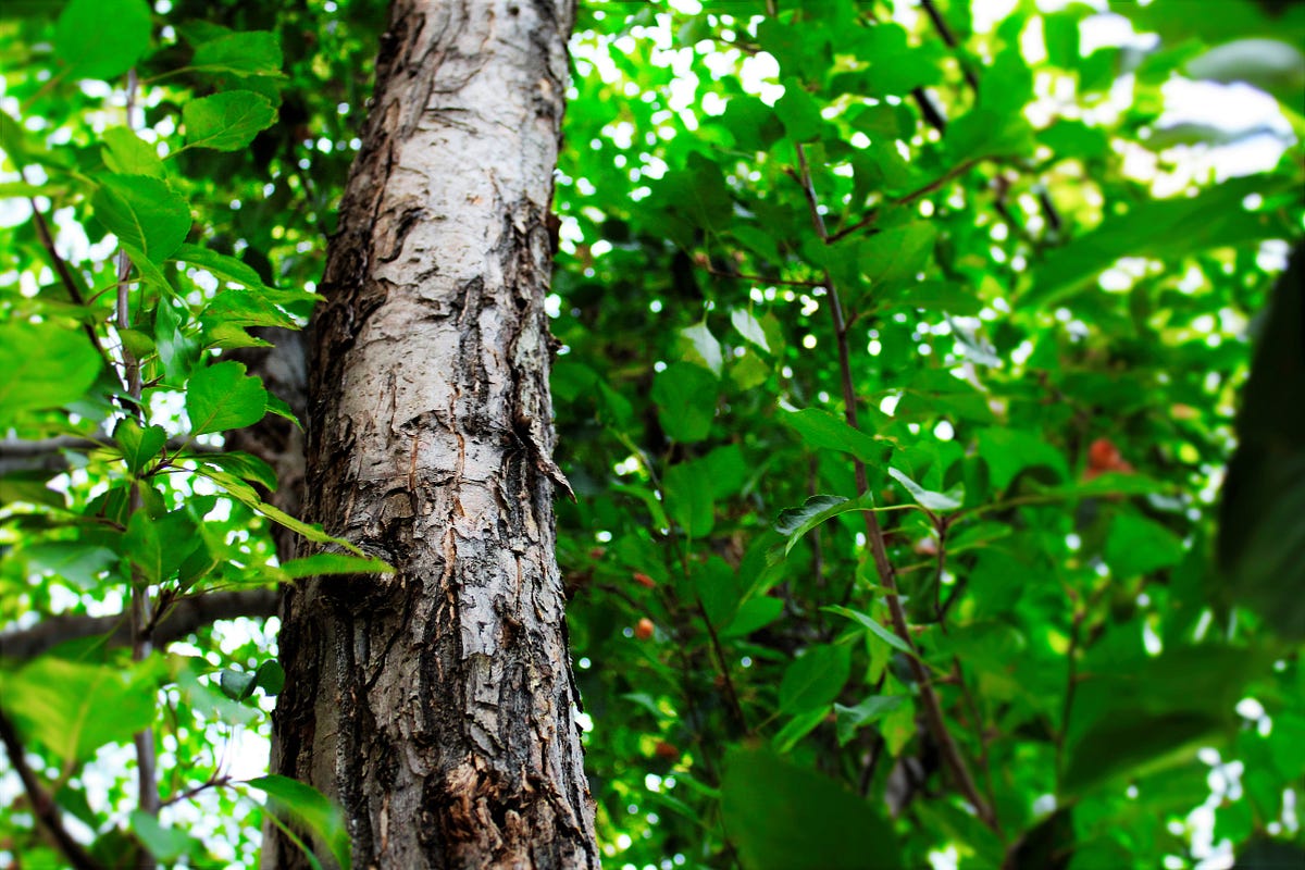 The Trees Pt 2. Dr. Edward Bondo | by Richard W.M. DuBois | Medium