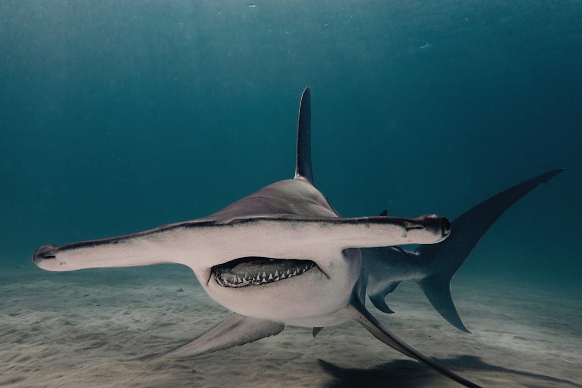 Shark Meat Labels Hide Toxic Risks | Wise & Well