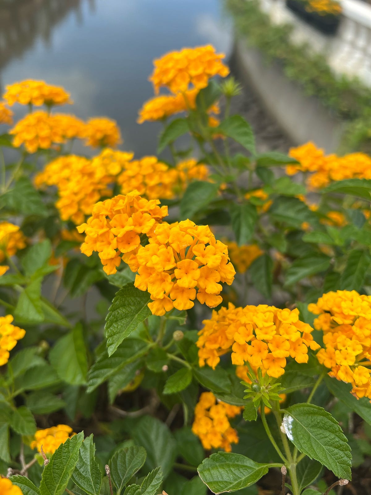 Cantik lakumu, bikin aku berjalan malu-malu - Peramu Rasa - Medium