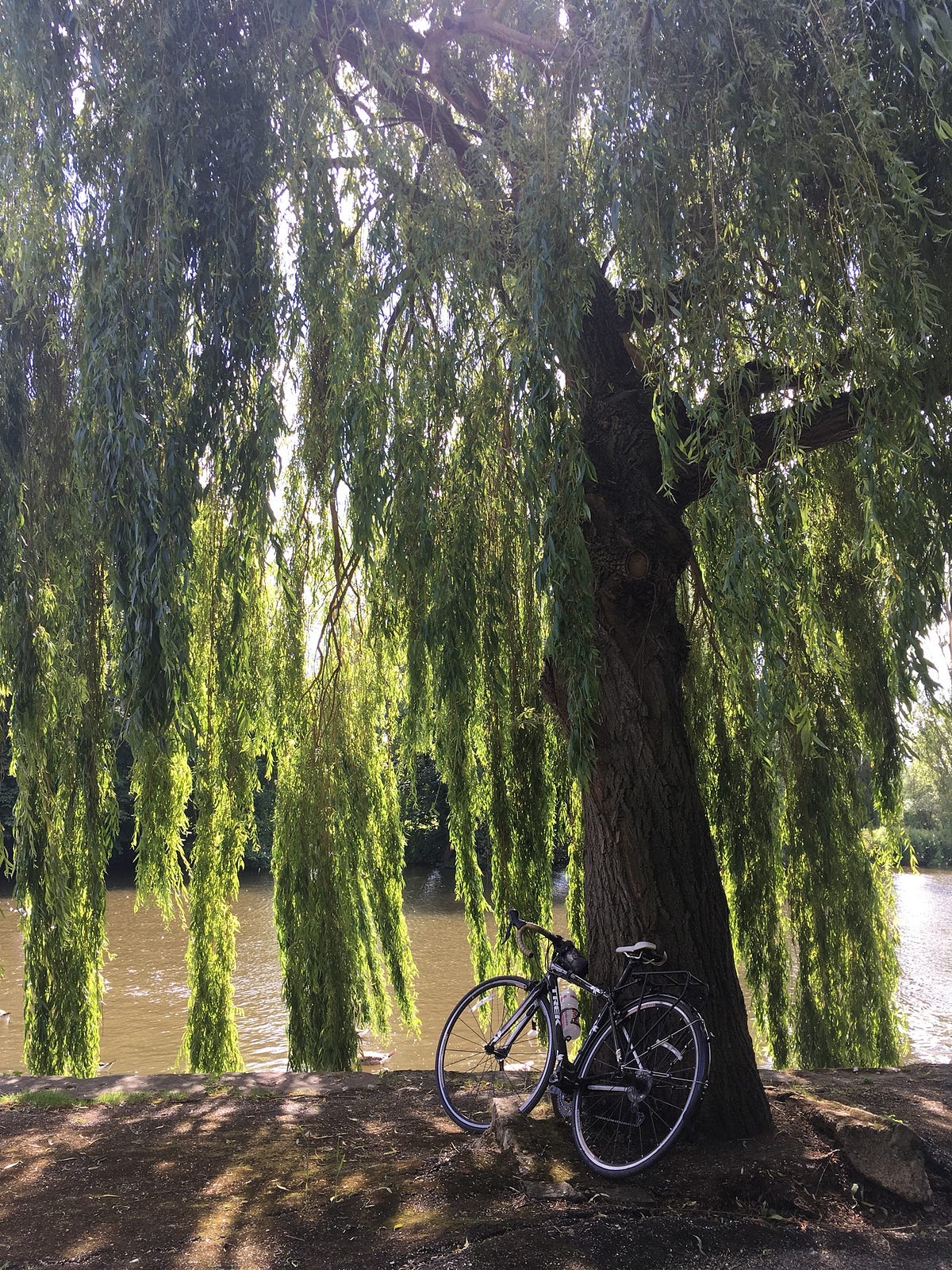 Without Willow. It has been two months since my… | by Without Willow ...