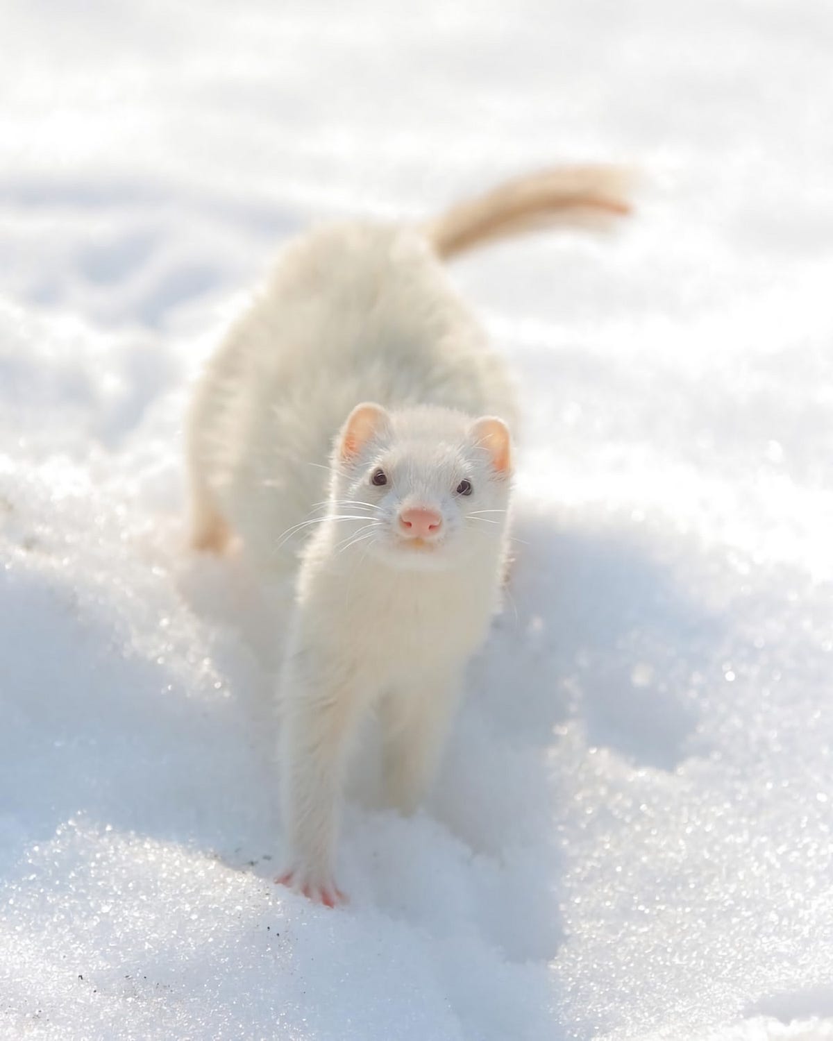 Exotic Pets: The Top 5 Alternatives to Cats and Dogs | by Etiris ...