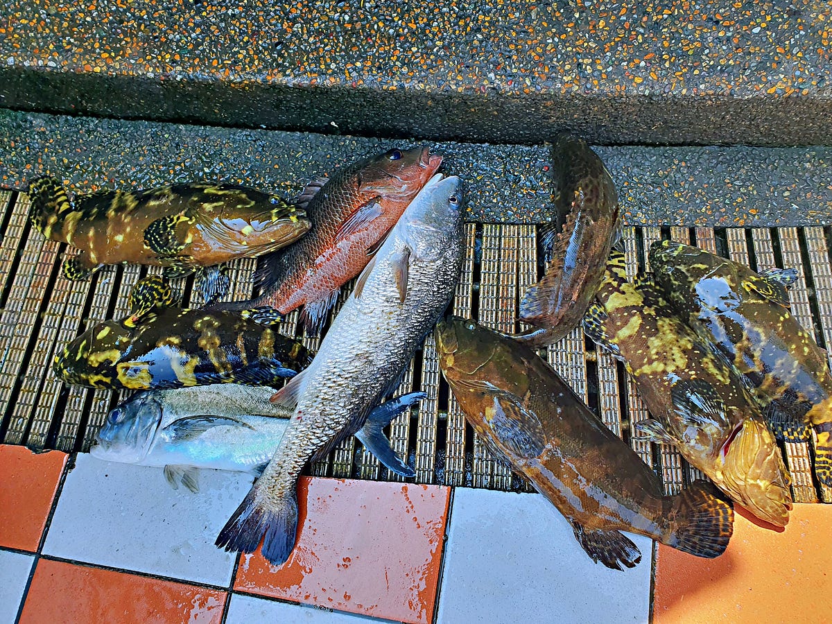 Gills Pay Pond - Pay pond curse continues... | by Patrick Tan | Medium