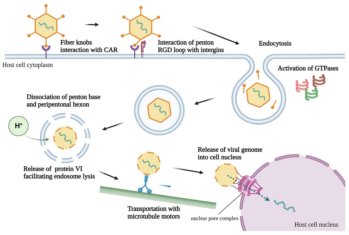 Molecular Insights into Adenovirus: Entry, Replication, and Maturation ...