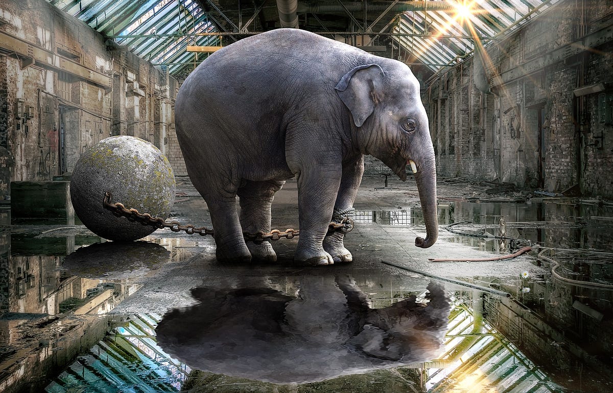 Why Think Like a Chained Circus Elephant? | by Dinesh Shastri | Medium