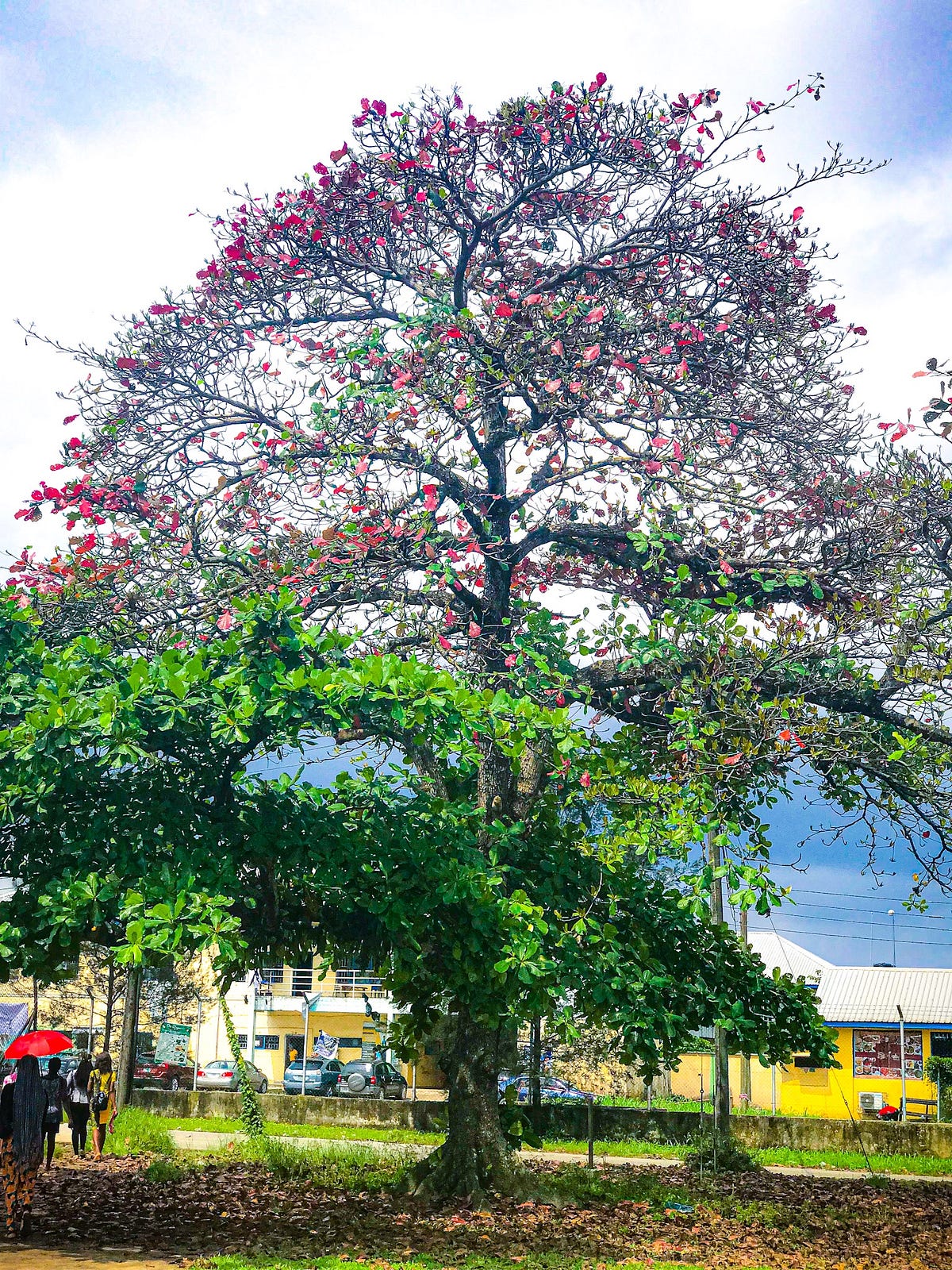 Here’s an interesting fact about trees. | by Shokovivo | Jul, 2023 | Medium