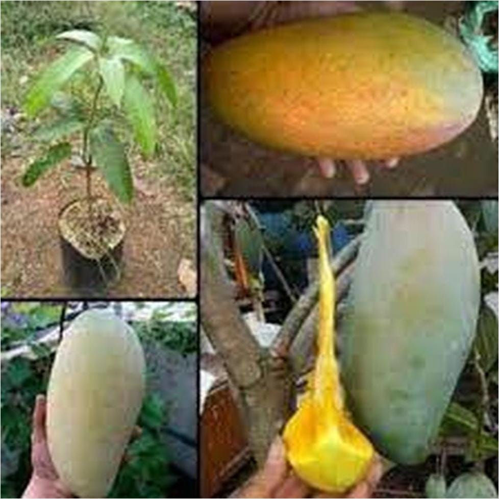Bibit Tanaman Mangga Kiojay Ungul Pohon Jumbo Kio Jay Bogor Terlengkap ...