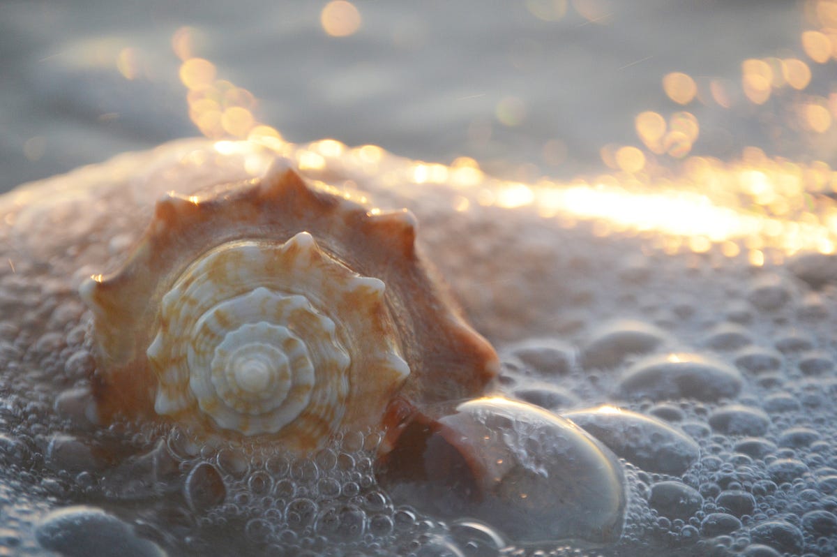 Seashell — A Poem. A poem on love gently found. | by Pablo Camacho ...
