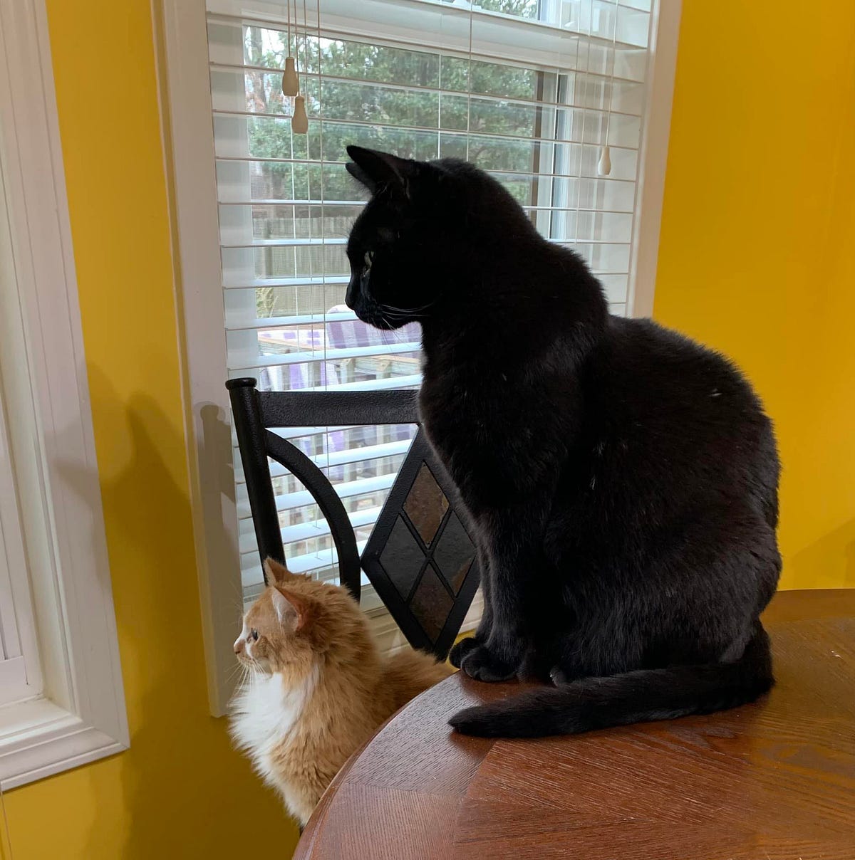 Cats React to Solar Eclipse. Yesterday I was home during the solar ...