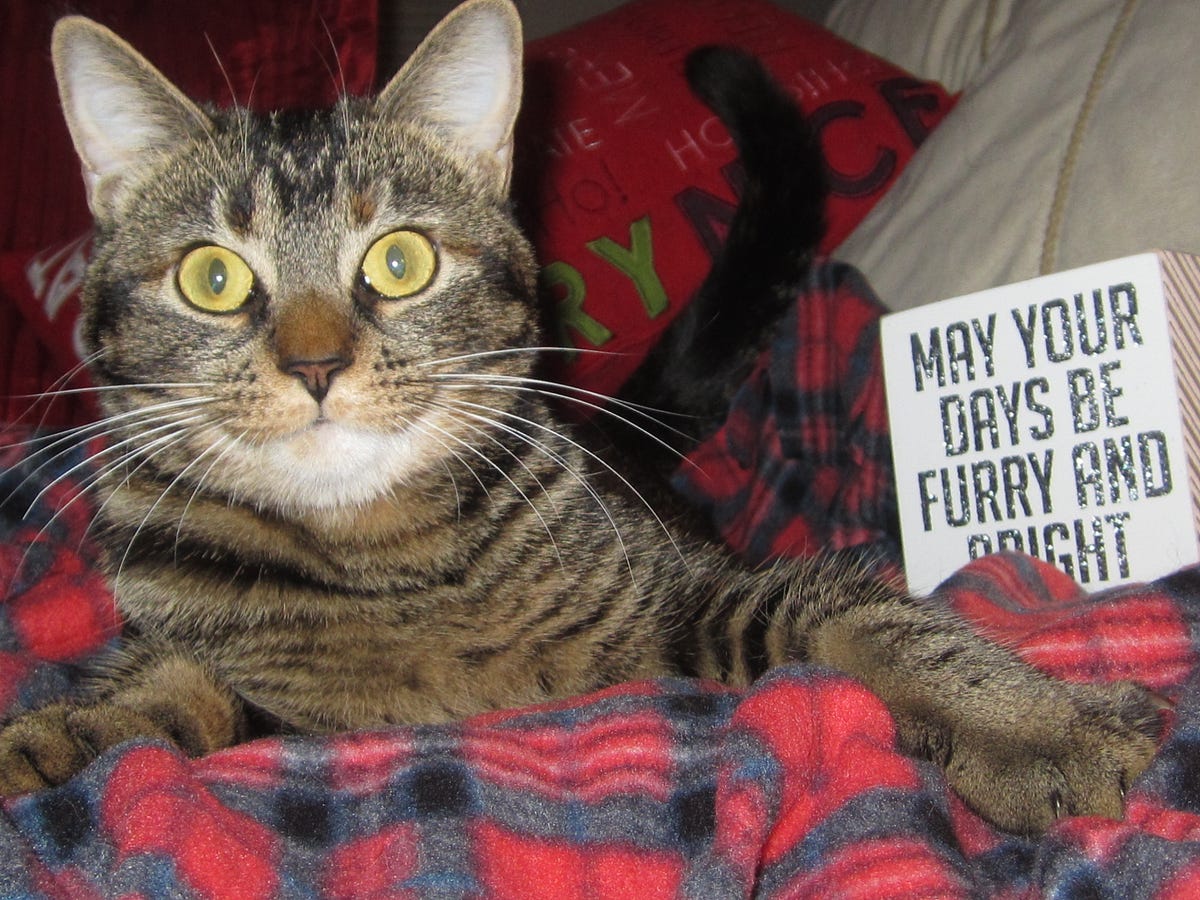 Five Tips For Giving Your Cats a Merry Catmas | by Nancy Parish | The ...