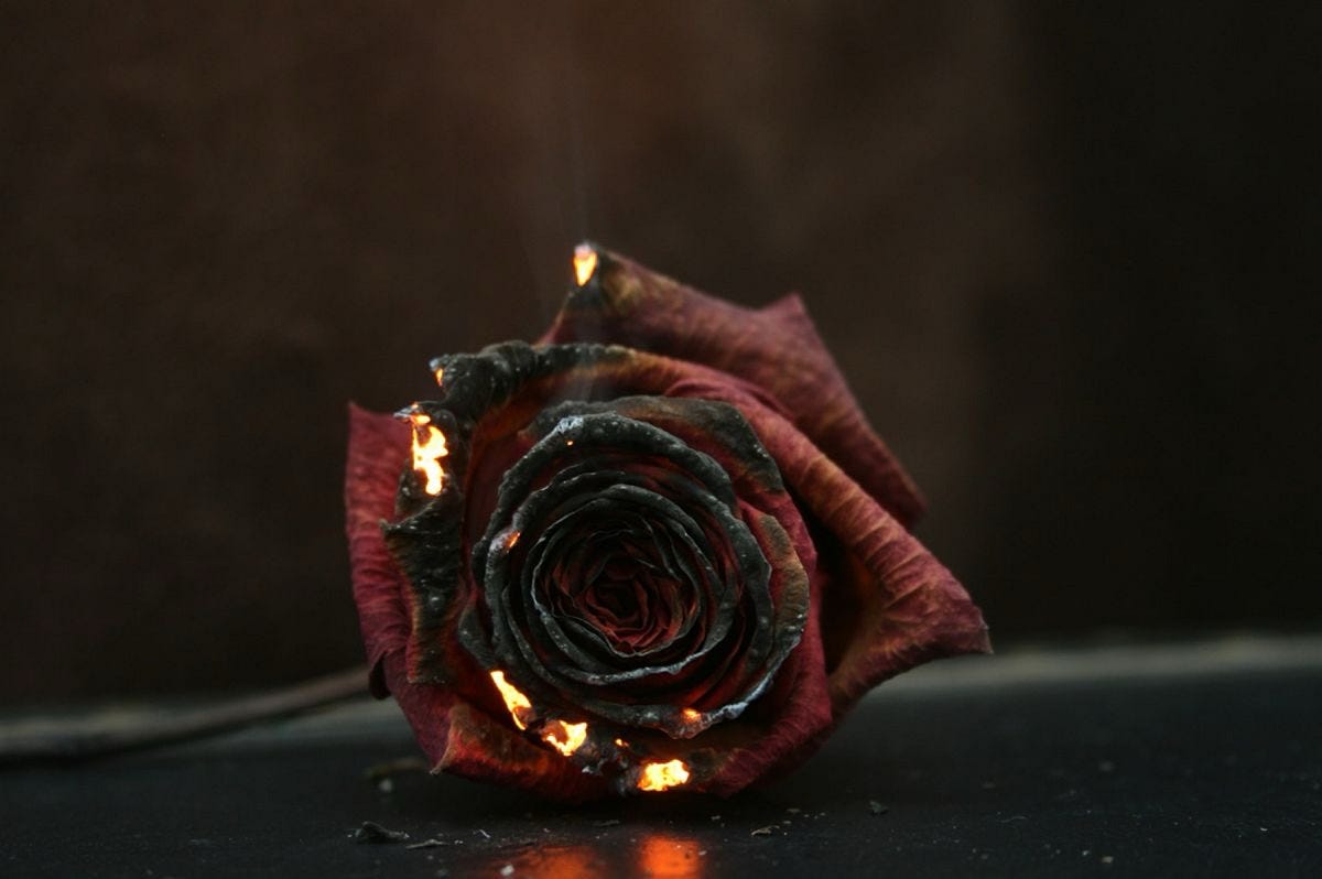 BURN THOSE ROSES UNTIL THEY’RE BLACK. | by Wrrn. | May, 2025 | Medium