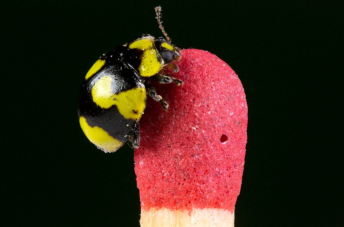 A Fantastical World in Miniature. How even the tiniest creatures can ...