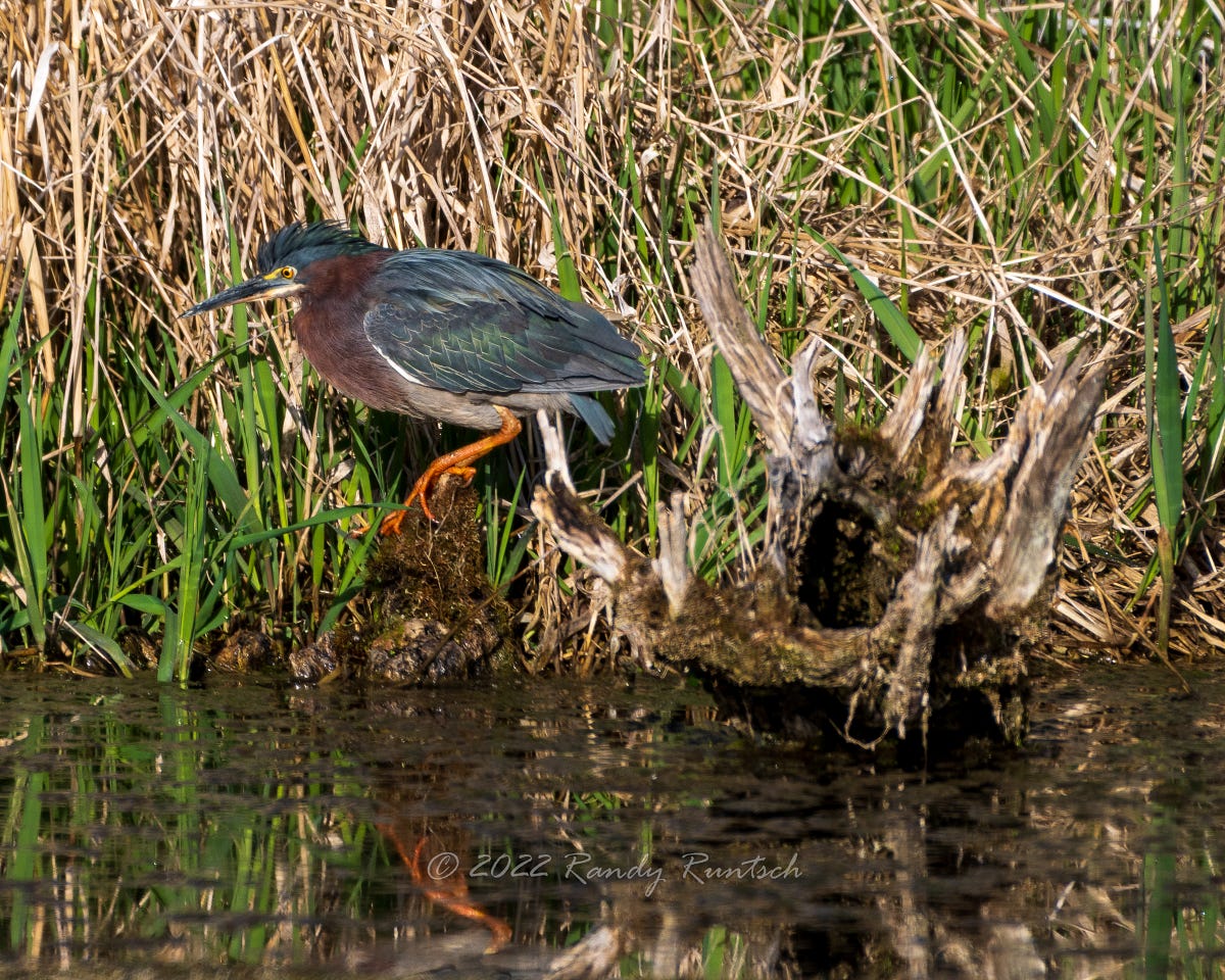The Little Green Heron Fishes with Bait | by Randy Runtsch | Wildlife ...