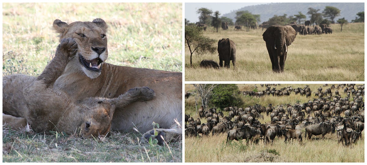 Everlasting African memories — Vanesa’s Tanzania safari experience ...