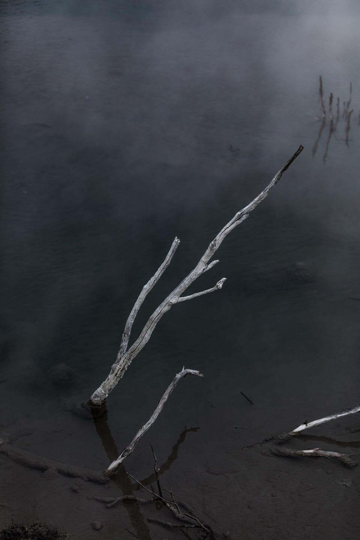 Branch - Lifeline - Medium