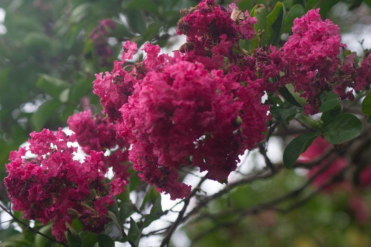 runtz n funnel sheets. My thoughts, dreams, | by Yung Giuseppe | Medium