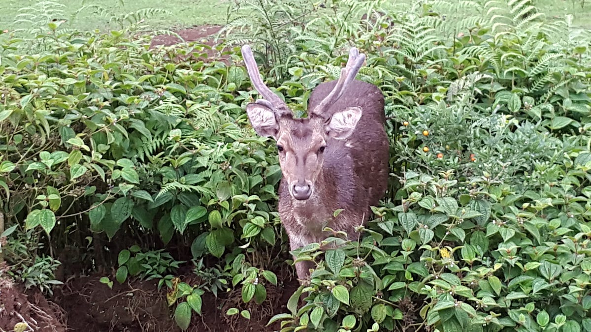 Rusa. Mata bulat hitam kecoklatan terbuka… | by Angela | Medium