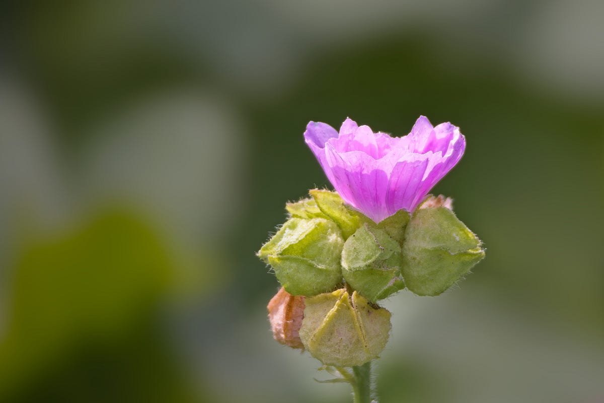 Flower Photography: Camera and Lenses | by Mark Overmars | Full Frame ...